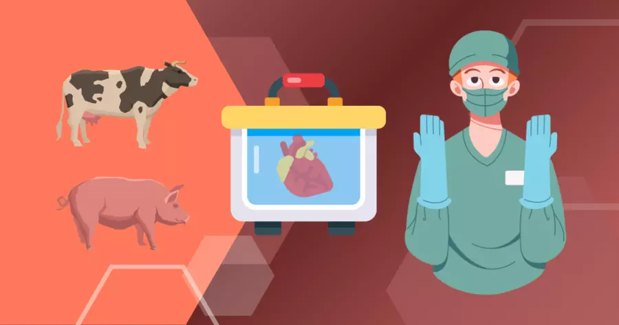 Which Animals’ Heart Valves Are Used in Valve Replacement Surgery ...