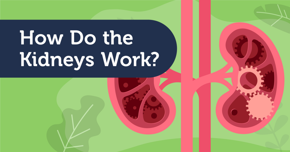 Kidney Disease Support Online | Kidney Disease Social Network ...