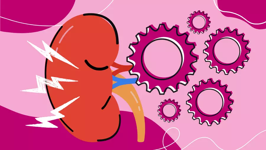 What Is Stage 3 Kidney Disease? Understanding Symptoms and Management ...