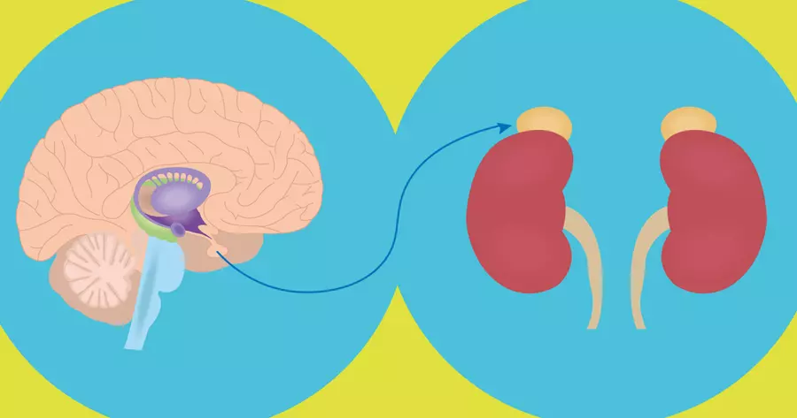 What Is the HPA Axis, and How Is It Involved in CAH? | CAHteam